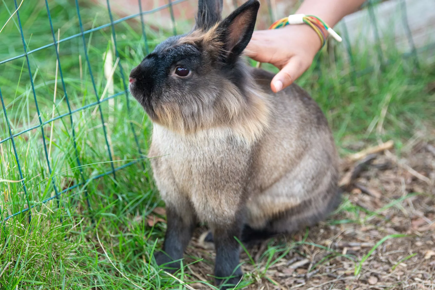 Open Farmyard: Wednesdays – Land’s Sake