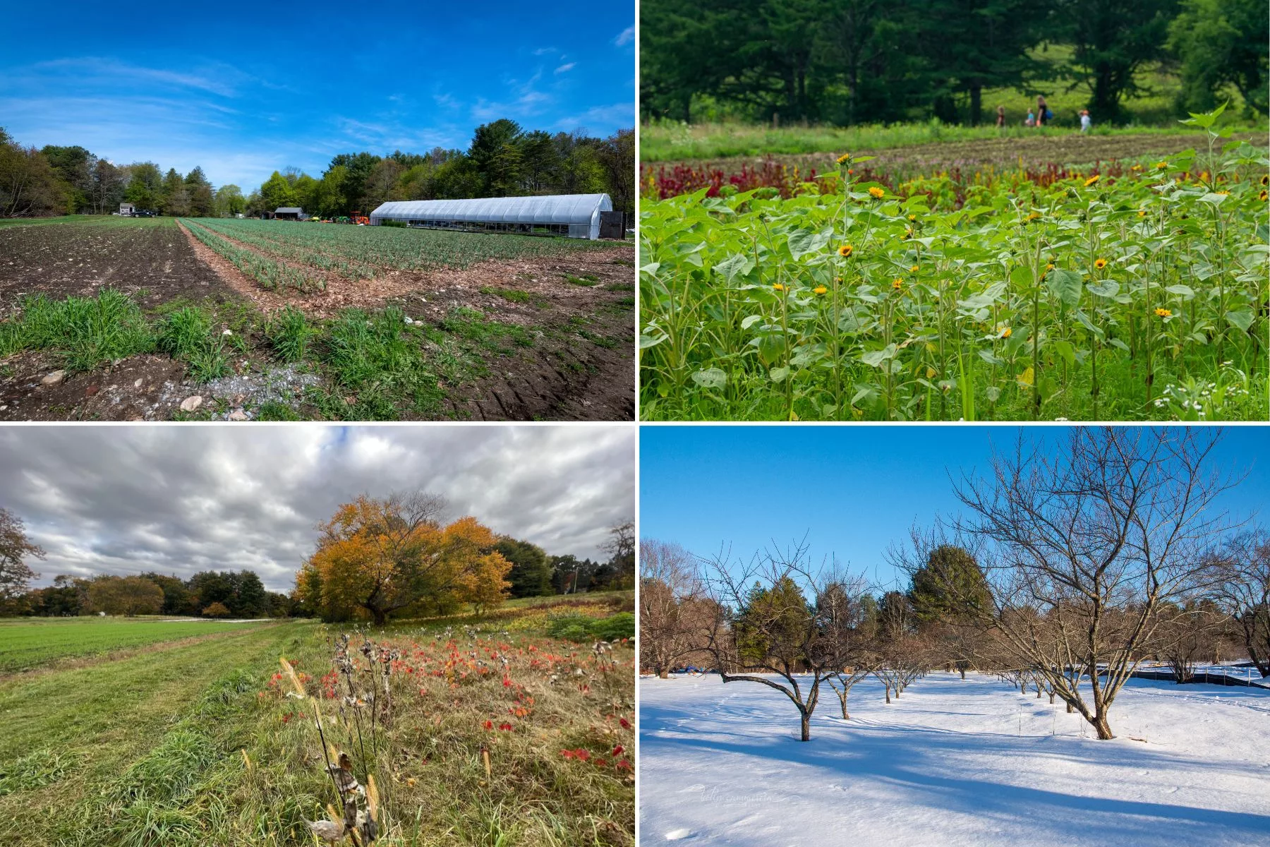 Fall Farm Walk – Land’s Sake